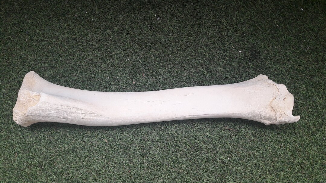Giraffe Shin Giraffa Camelopardalis - Etsy UK