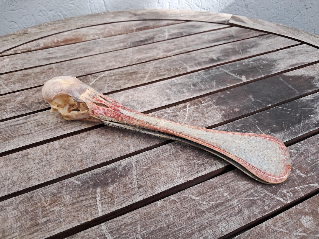 African Spoonbill Skull Platalea Alba 7 - Etsy