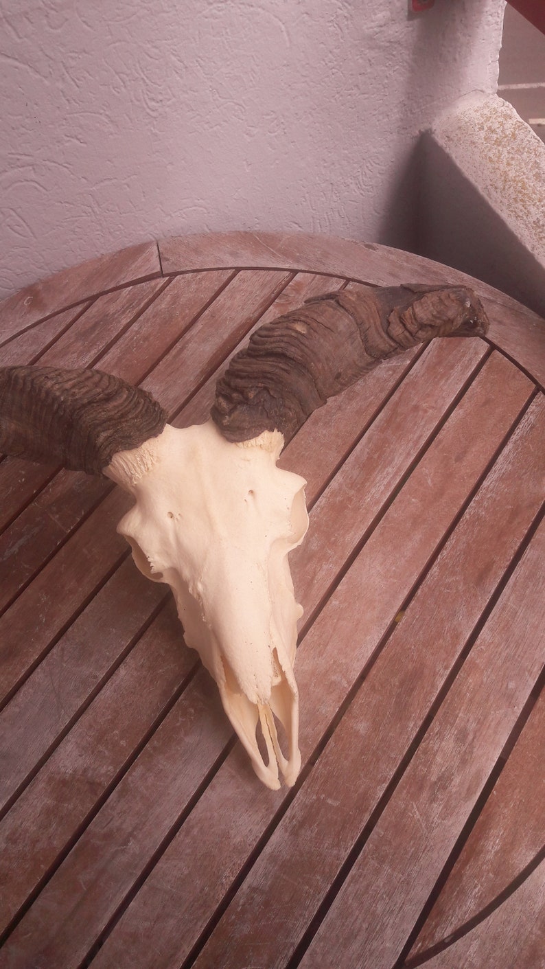 Racka Skull - Etsy