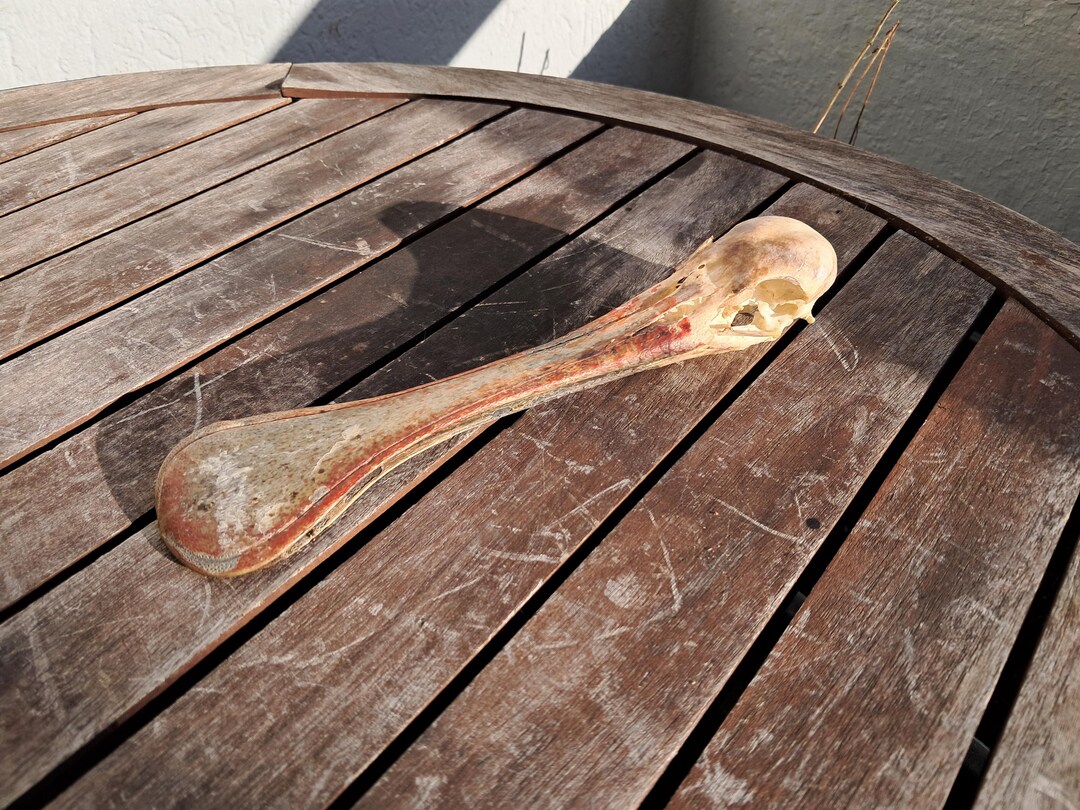 African Spoonbill Skull Platalea Alba 8 - Etsy