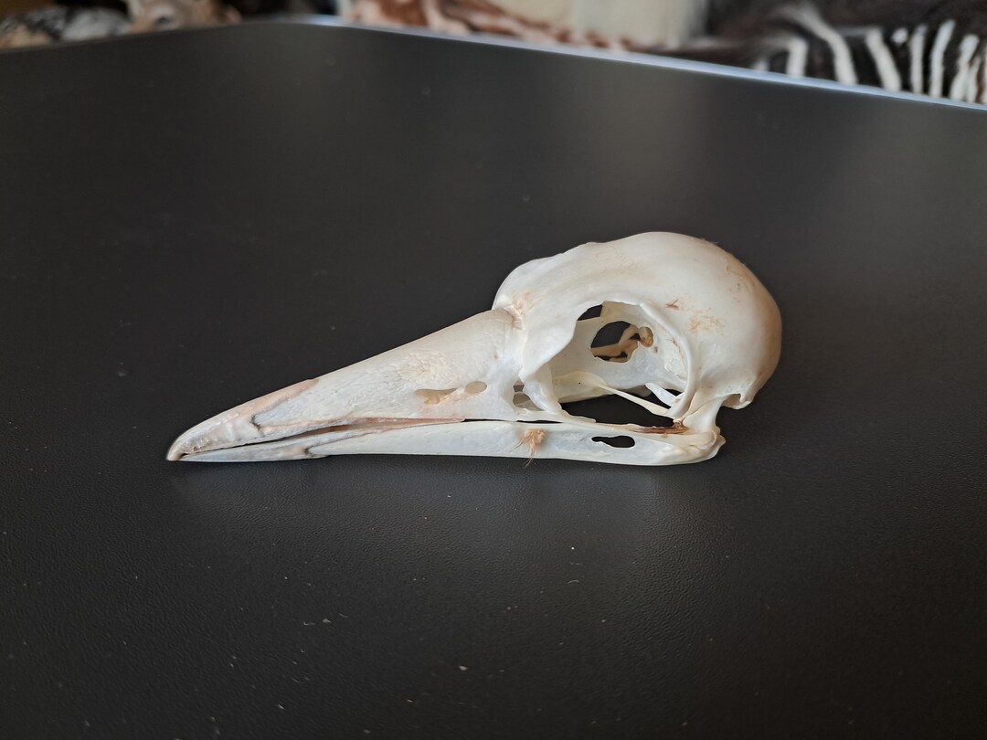 Skull of a Magpie; Gymnorhina Tibicen - Etsy
