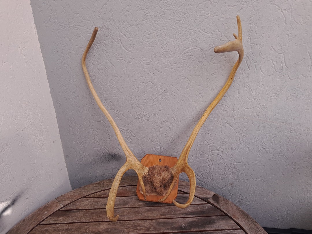 Reindeer/caribou Trophy Rangifer Tarandus - Etsy