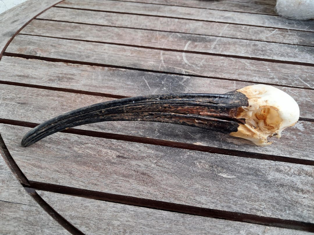 Sacred Ibis Skull Threskiornis Aethiopicus 2 - Etsy