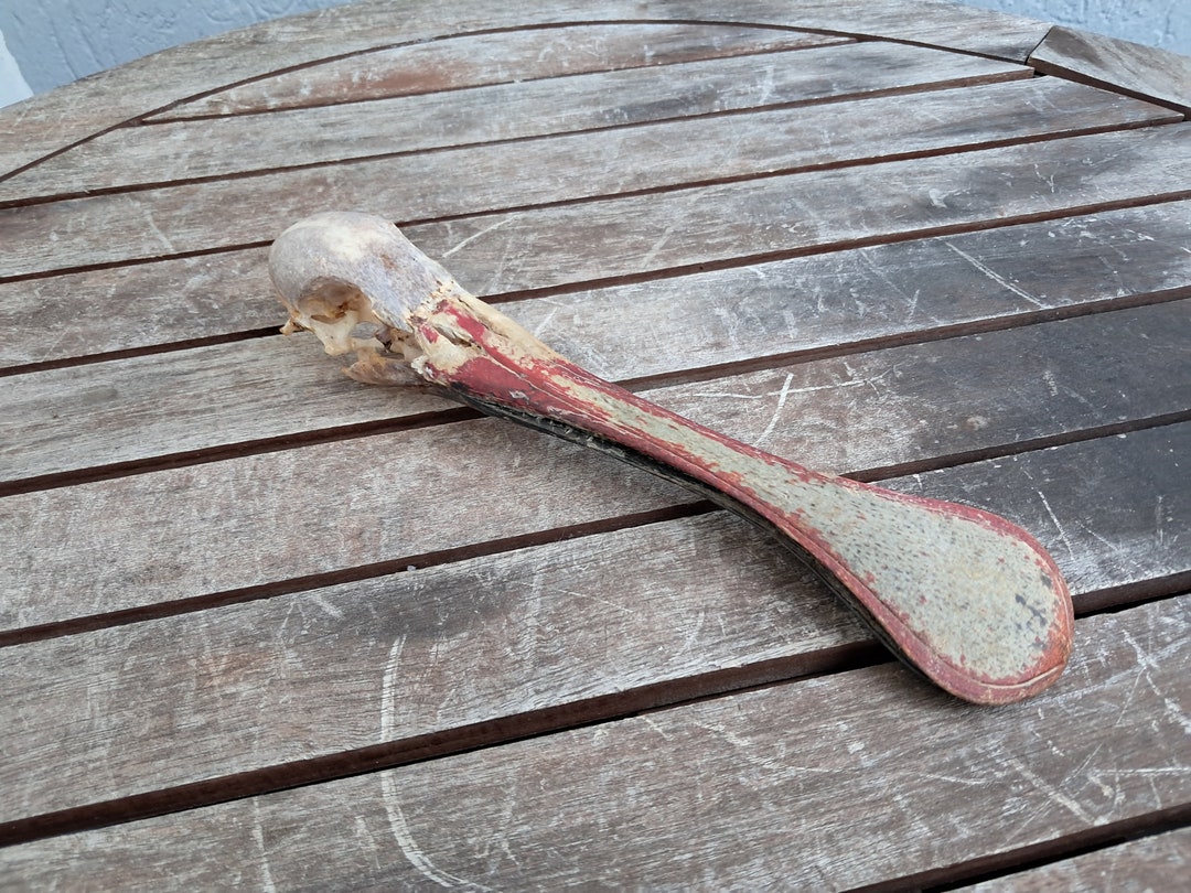 Skull of African Spoonbill Platalea Alba - Etsy UK