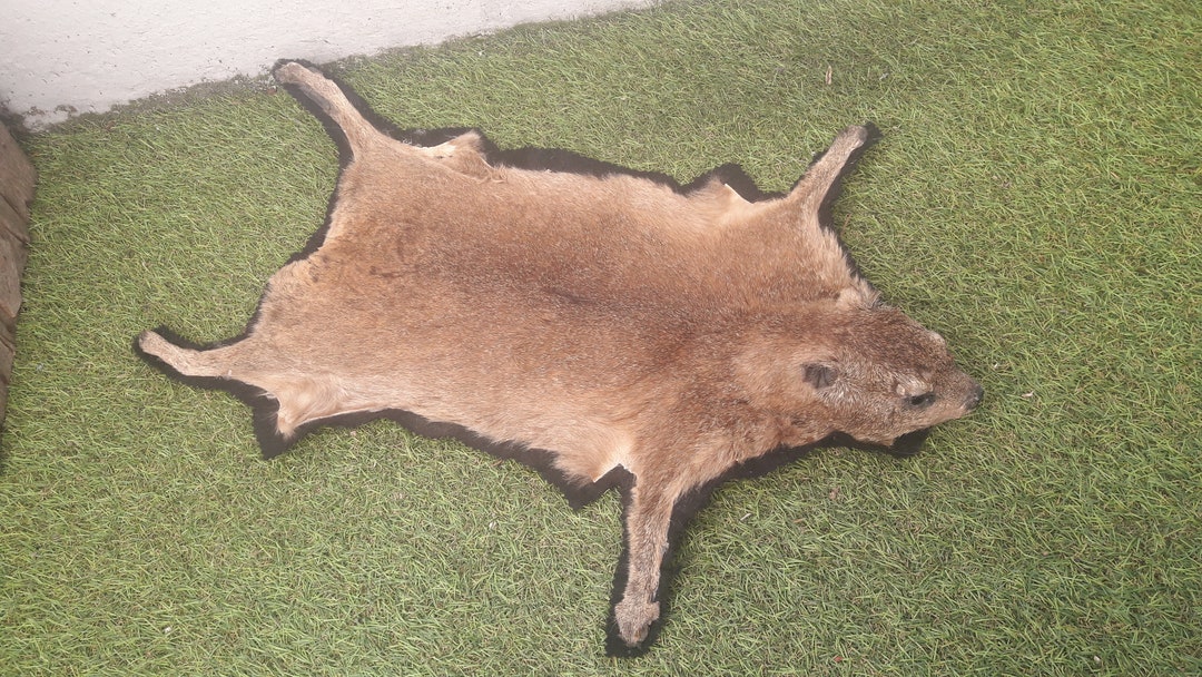 Cape Hyrax Skin Hyrax Procavia Capensis - Etsy UK