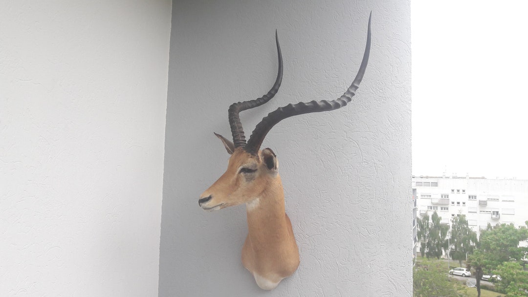 Taxidermy of a Very Large Impala; Aepyceros Melampus - Etsy