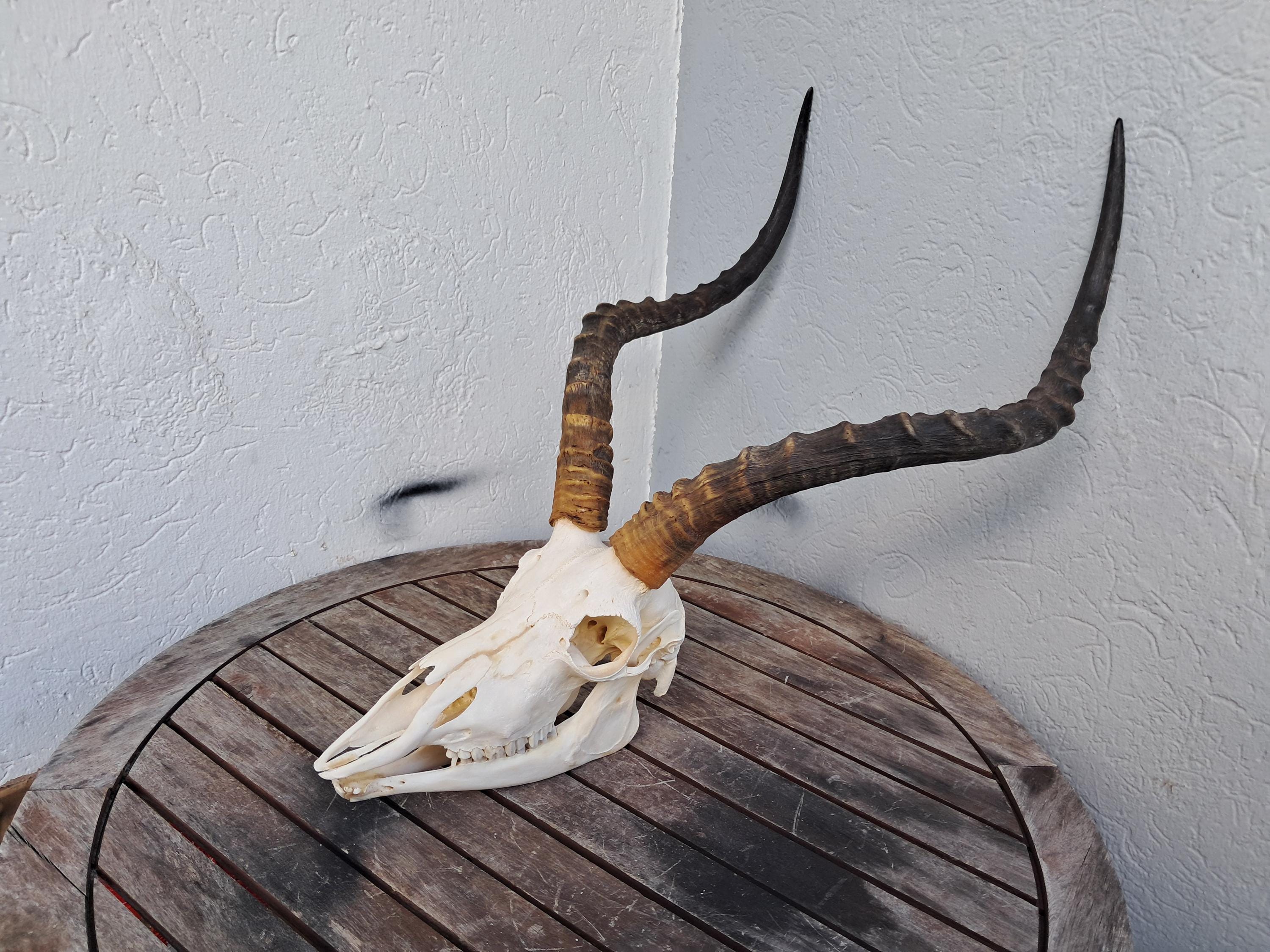 Impala Skull With Jaw (aepyceros Melampus) - Etsy