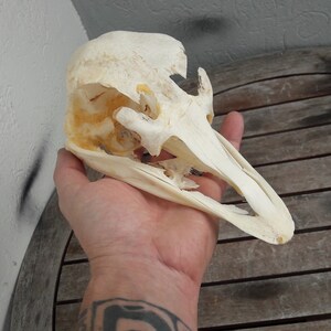Ostrich Skull Struthio Camelus - Etsy