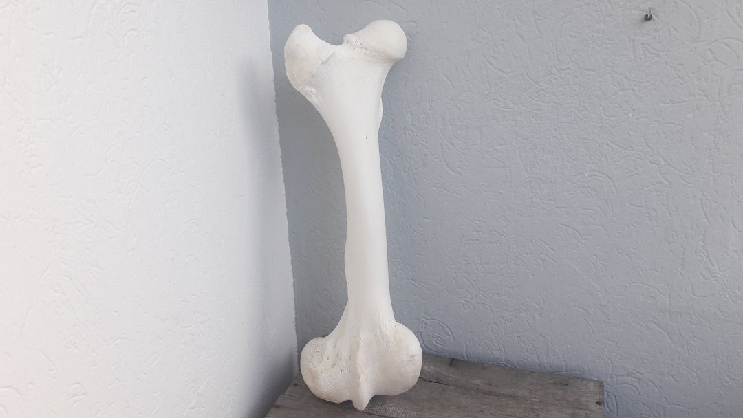 Giraffe Femur Giraffa Camelopardalis - Etsy UK