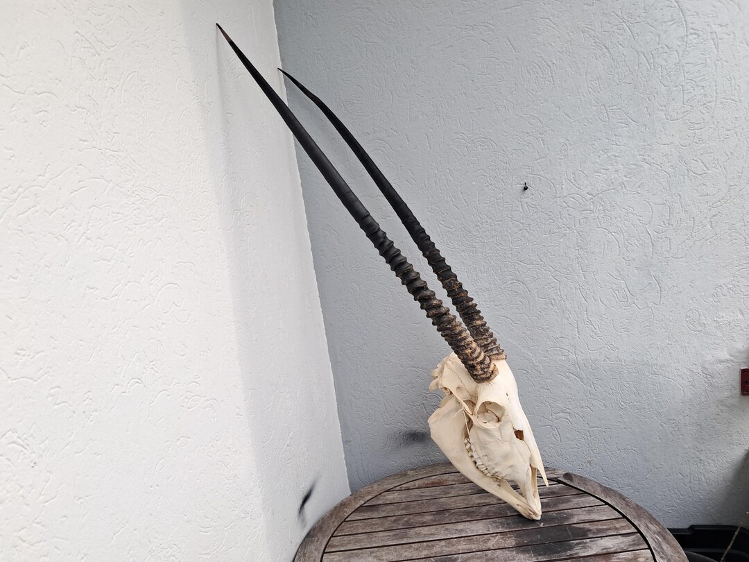 Oryx Skull With Jaw; Oryx Gazella #1001 - Etsy