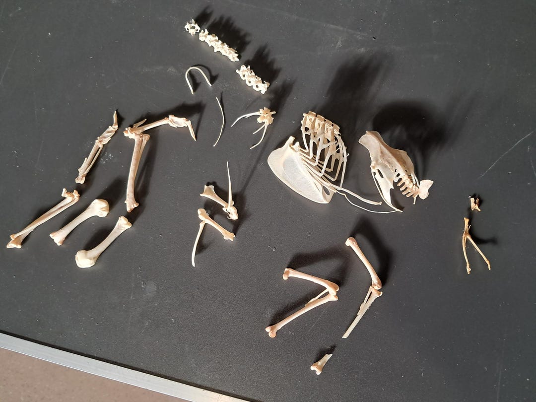 Disarticulated Pigeon Skeleton - Etsy