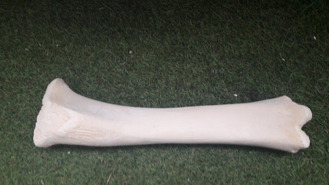 Giraffe Shin Giraffa Camelopardalis - Etsy