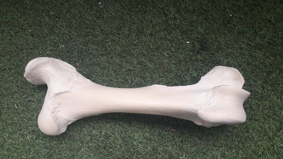 Giraffe Femur Giraffa Camelopardalis - Etsy