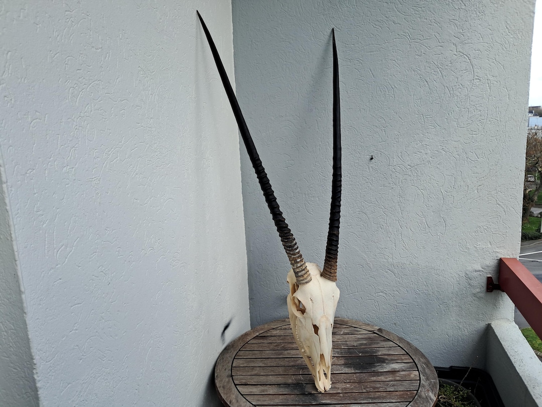 Oryx Skull With Jaw; Oryx Gazella #0902 - Etsy