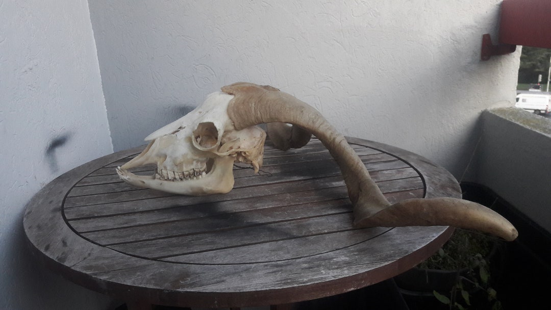Goat Skull With Jaw Capra Aegagrus Hircus - Etsy