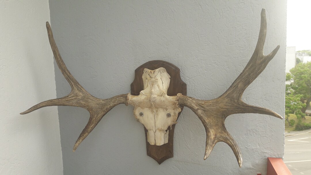 Large Elan Trophy / Moose Trophy 88 Cm - Etsy