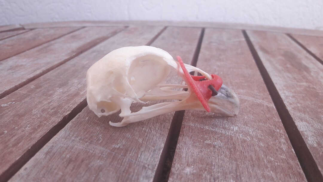 Pheasant Skull With Anti-cannibalism Goggles - Etsy