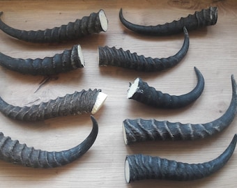 5 to 11 Springbok Horns Taxidermy Real Bone Singles or Sets - Etsy