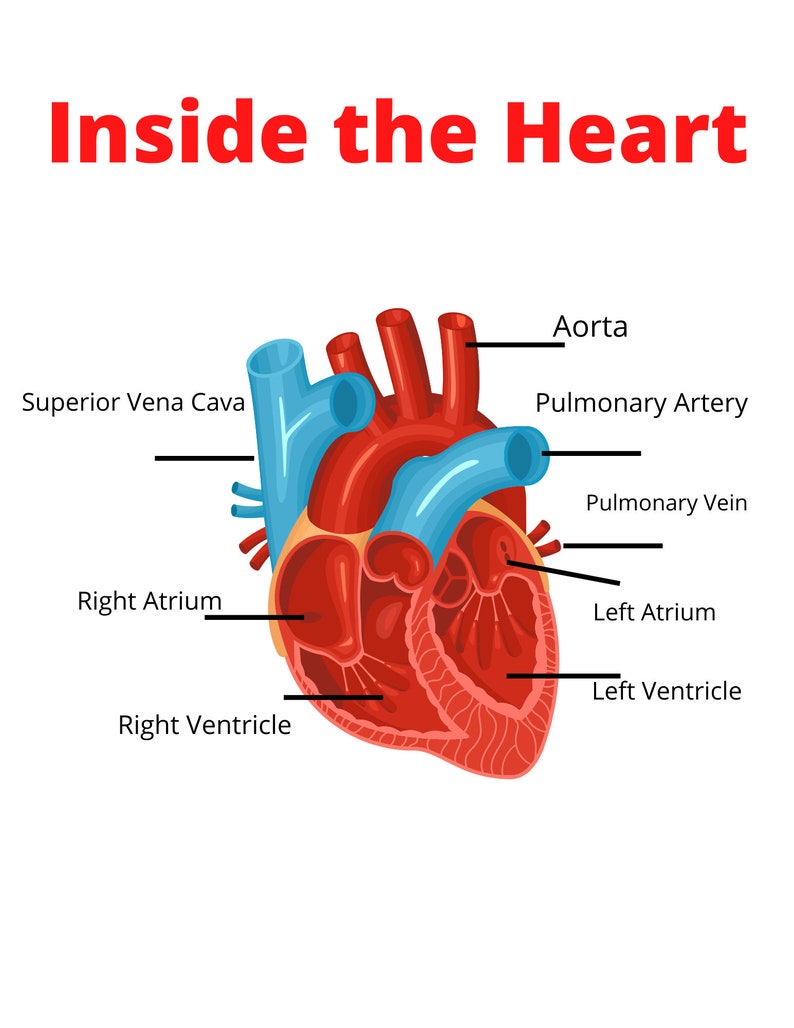 Circulatory System for Kids - Etsy