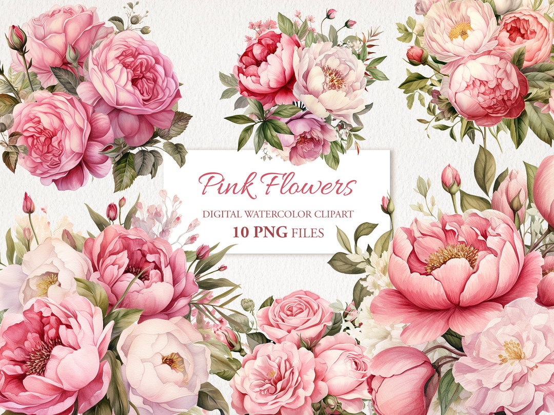 Pink Rose Peony Bouquet Watercolor Clipart PNG Bundle. Vintage Shabby ...