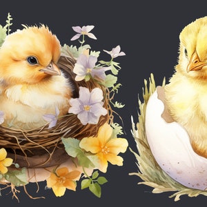 Baby Chicks Watercolor Clipart PNG Bundle. Easter Chick. AI ...