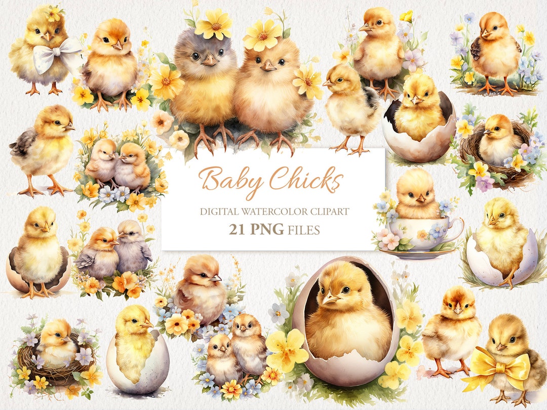 Baby Chicks Watercolor Clipart PNG Bundle. Easter Chick. AI ...