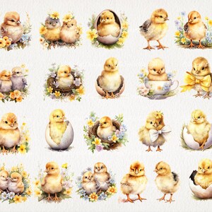 Baby Chicks Watercolor Clipart PNG Bundle. Easter Chick. AI ...