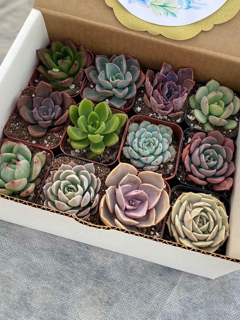 10 Pack Colorful Succulents Variety Pack Box Assorted Premium - Etsy