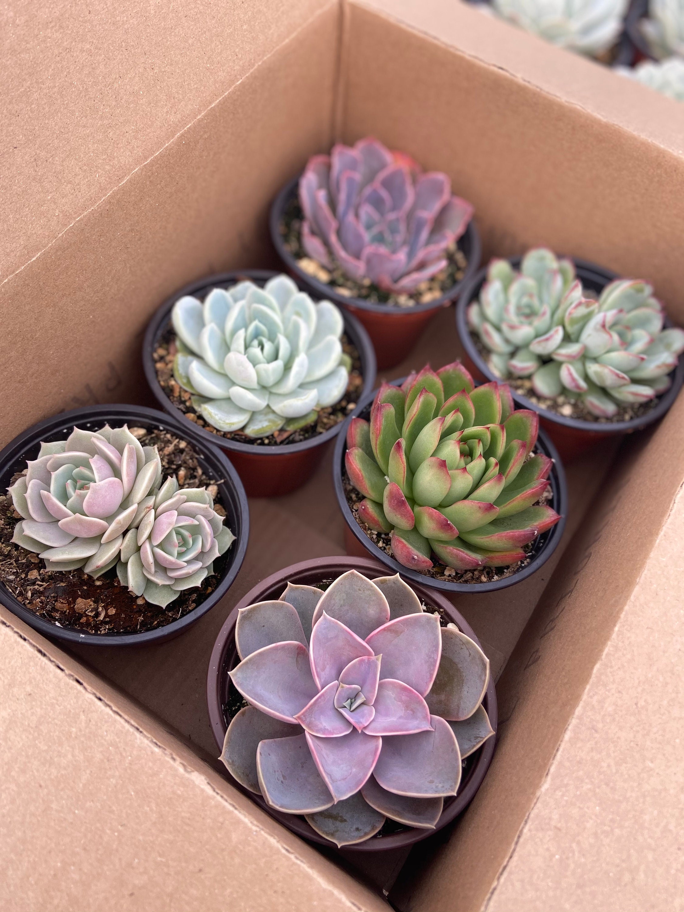 Beginner Colorful Succulent Pack Box Gift 4 Inch Succulents - Etsy
