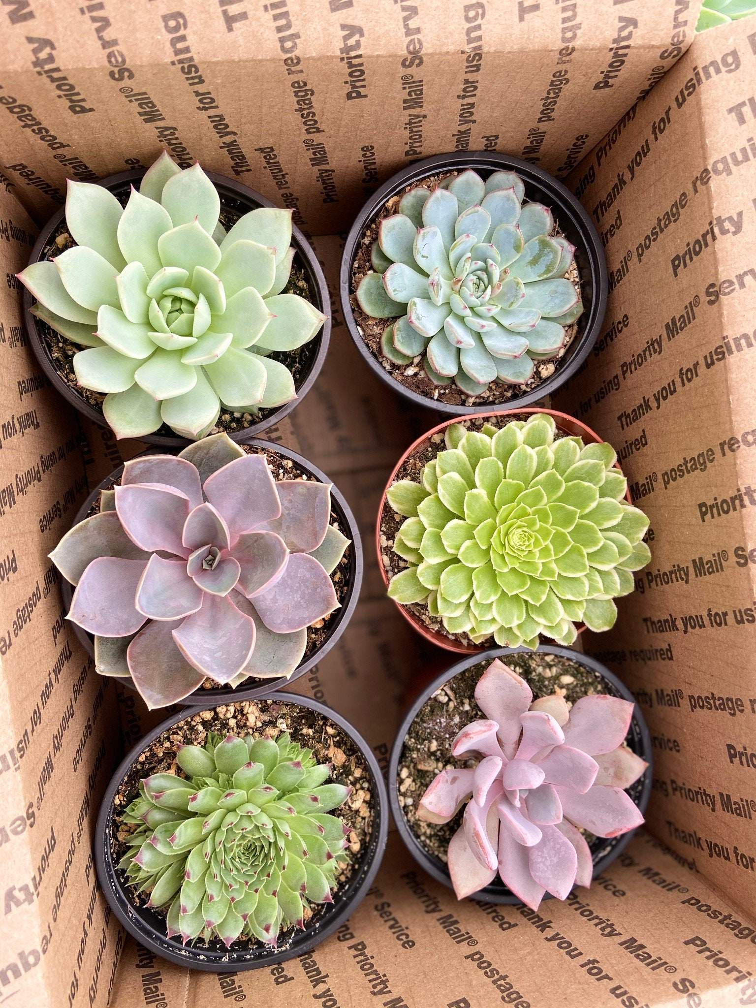Beginner Colorful Succulent Pack Box Gift 4 Inch Succulents - Etsy