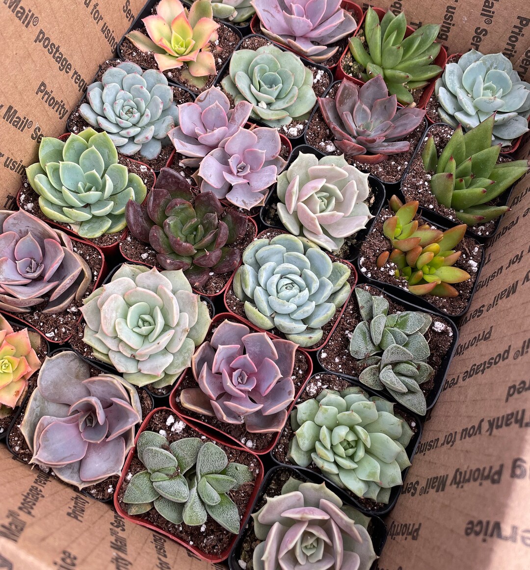 10 Pack Colorful Succulents Variety Pack Box Assorted Premium - Etsy
