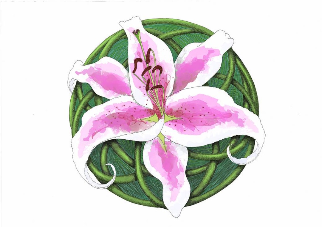 Hand Drawn, Large Format Star Gazer Lilly Flower - Etsy