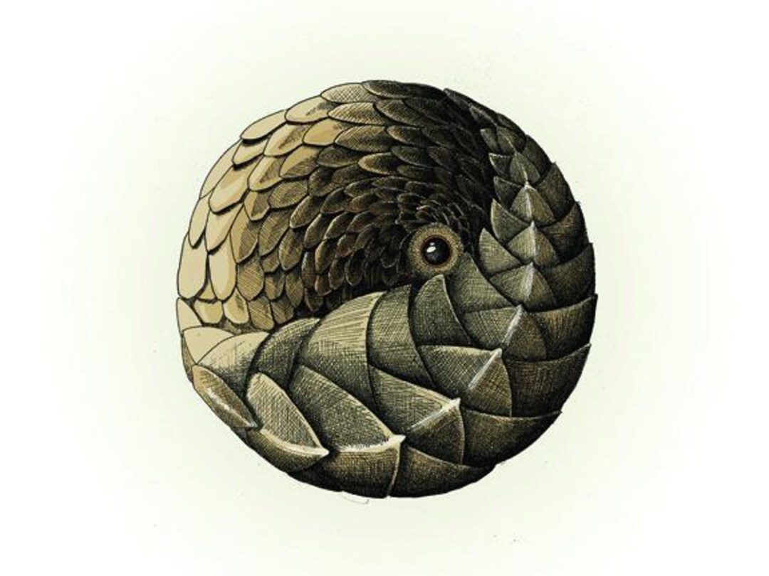 Hand Drawn Pangolin Ball - Etsy