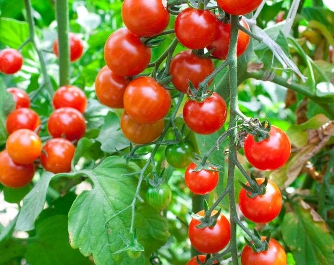 2 Cherry Tomato Plants - Live Plants, Well Rooted - Etsy