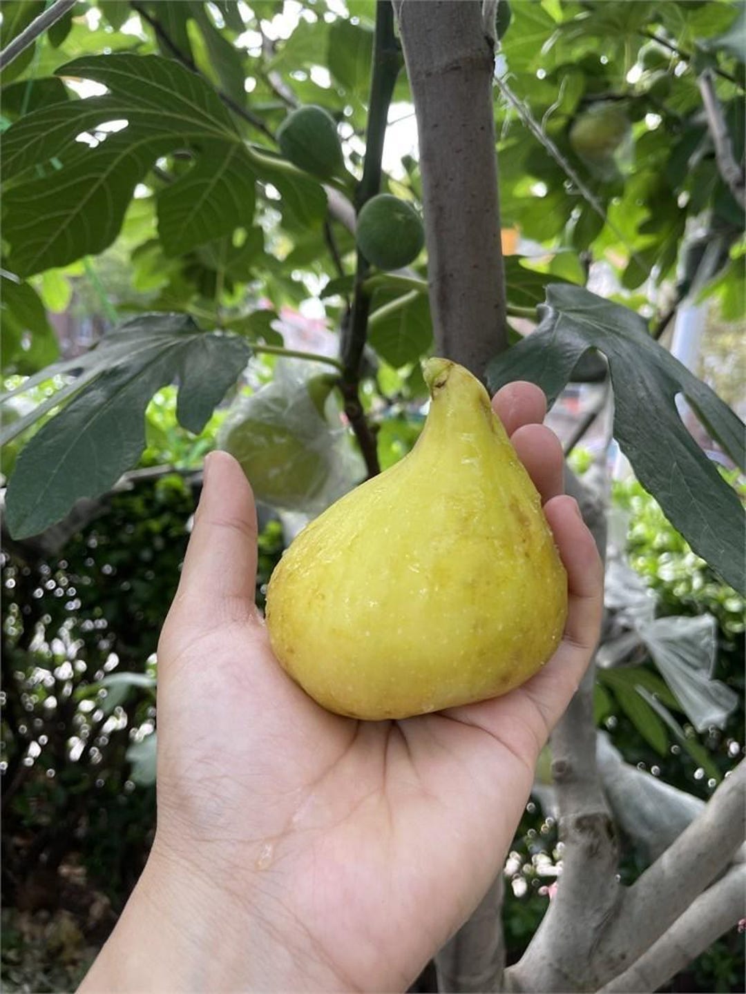 Brooklyn White Italian Fig - 1 Well Rooted Small Tree Air-layered From ...