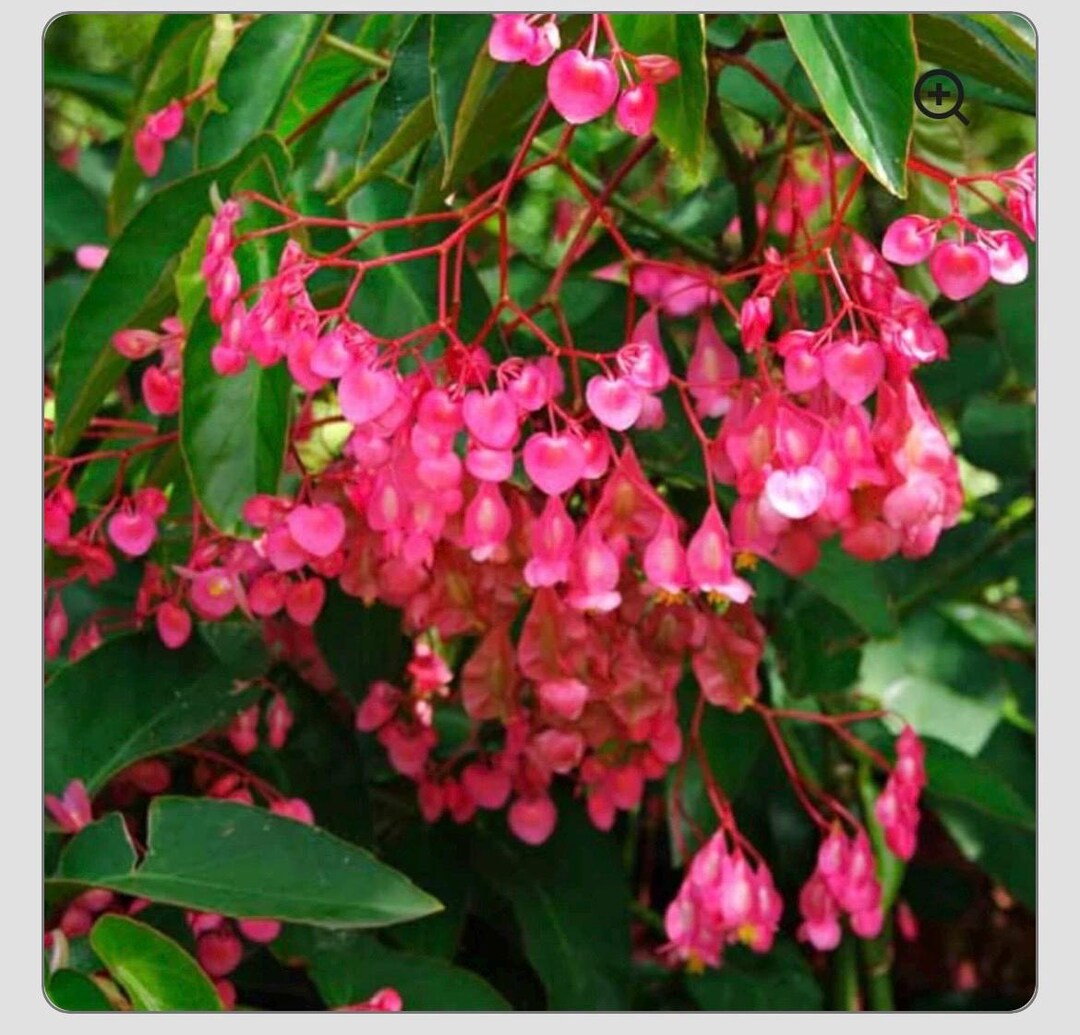 Angel Wing Begonia 6-10” Rooted Plant. Cane Begonia, Begonia Lucerna - Etsy