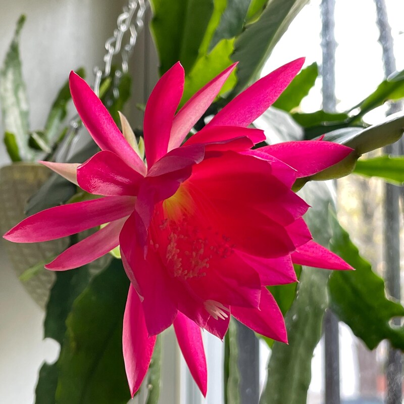 Orchid Cactus - Etsy