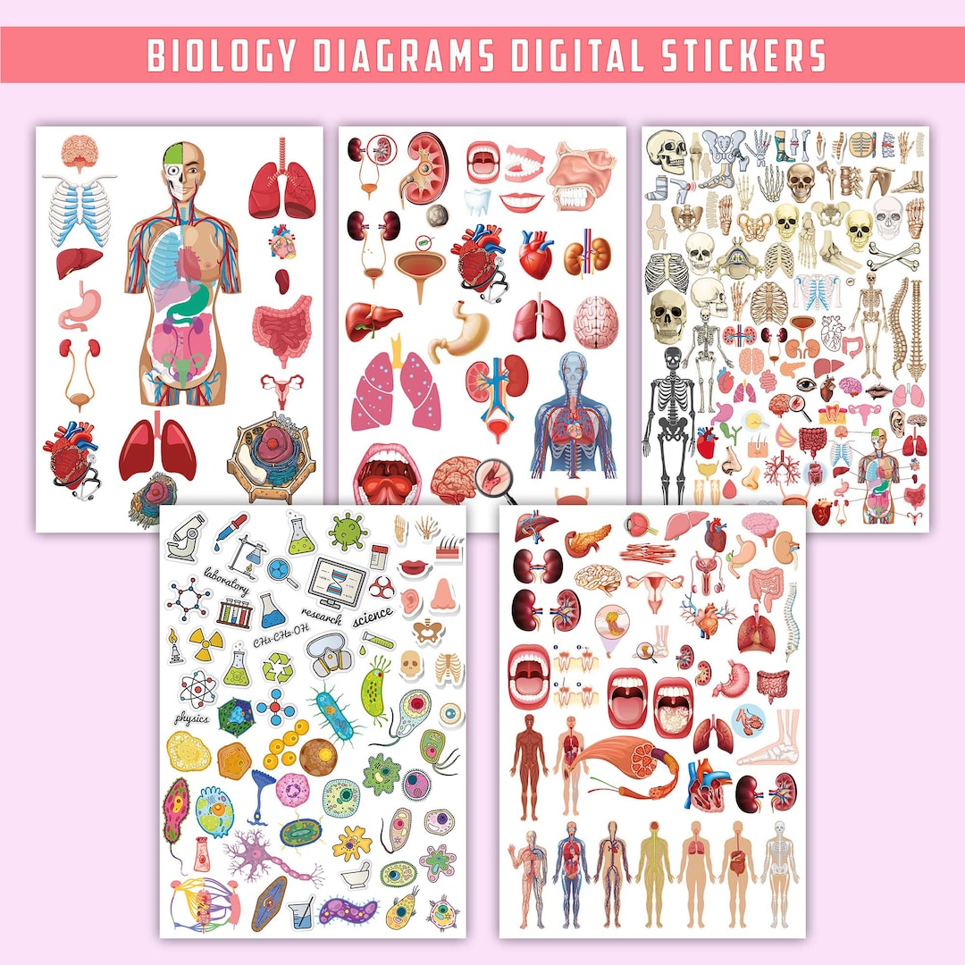 Biology & Anatomy Stickers Bundle, Biology Stickers for Goodnotes, Pre ...