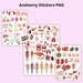Biology & Anatomy Digital Stickers, Biology Stickers for Goodnotes, Pre ...
