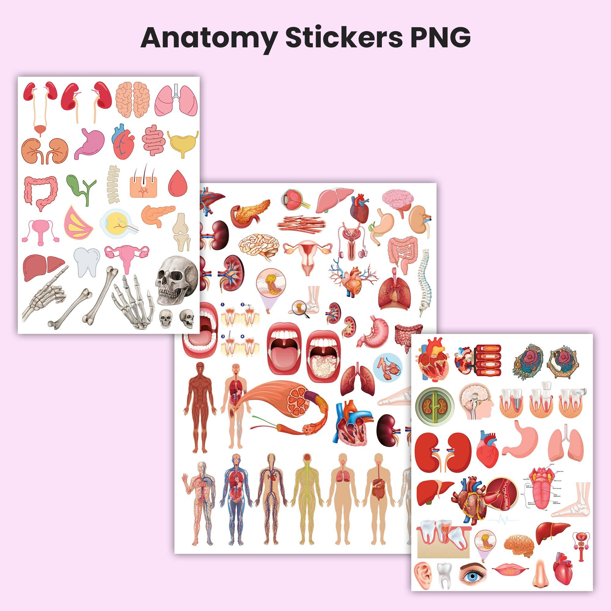 Biology & Anatomy Digital Stickers Biology Stickers for - Etsy