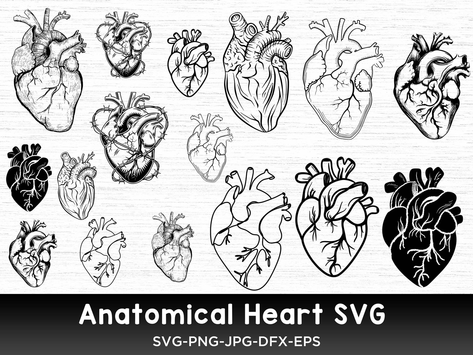Anatomical Heart Svg File, Heart Svg Bundle, Human Heart Png ...