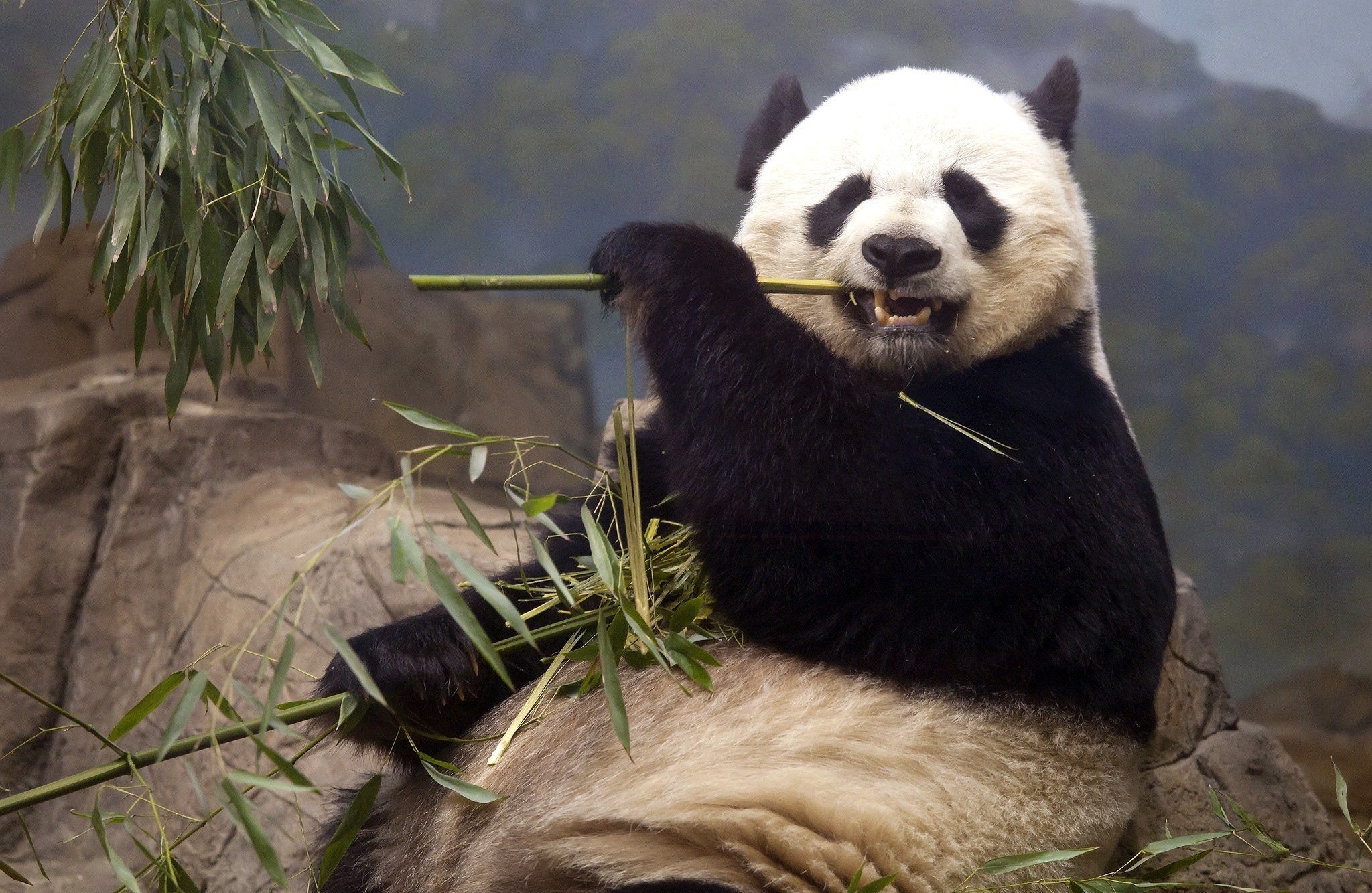 Qinling Panda
