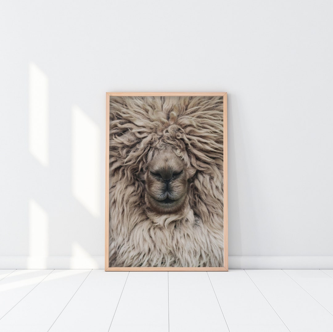 Alpaca Poster Animal Face Photography Lama Portrait Printable Nursery ...