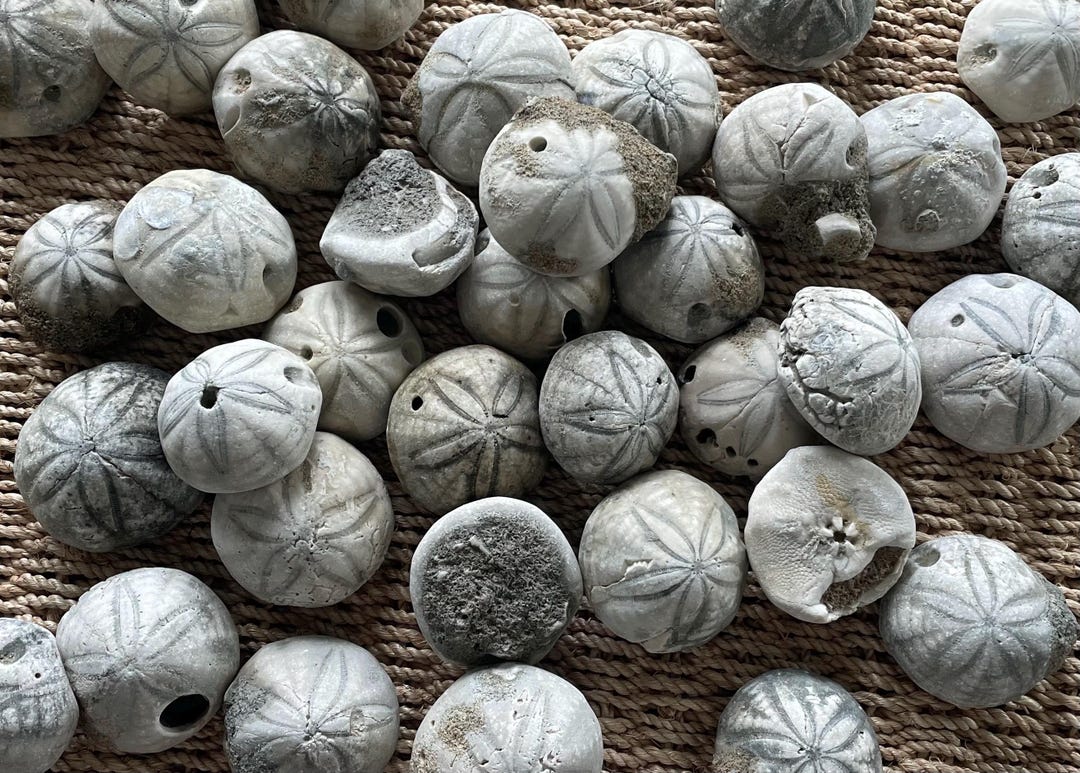 Set of 5 Fossilized Sea Biscuits With Flaws - Etsy