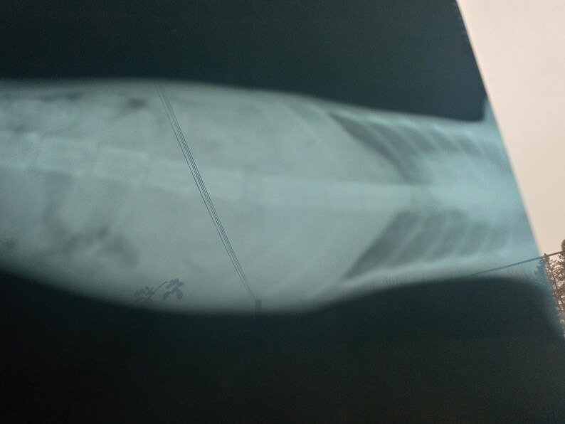 Vintage 12 X 10 Veterinary X Ray DHS Feline - Etsy