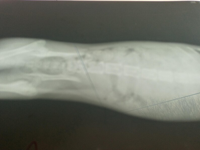 Vintage 12 X 10 Veterinary X Ray DHS Feline - Etsy