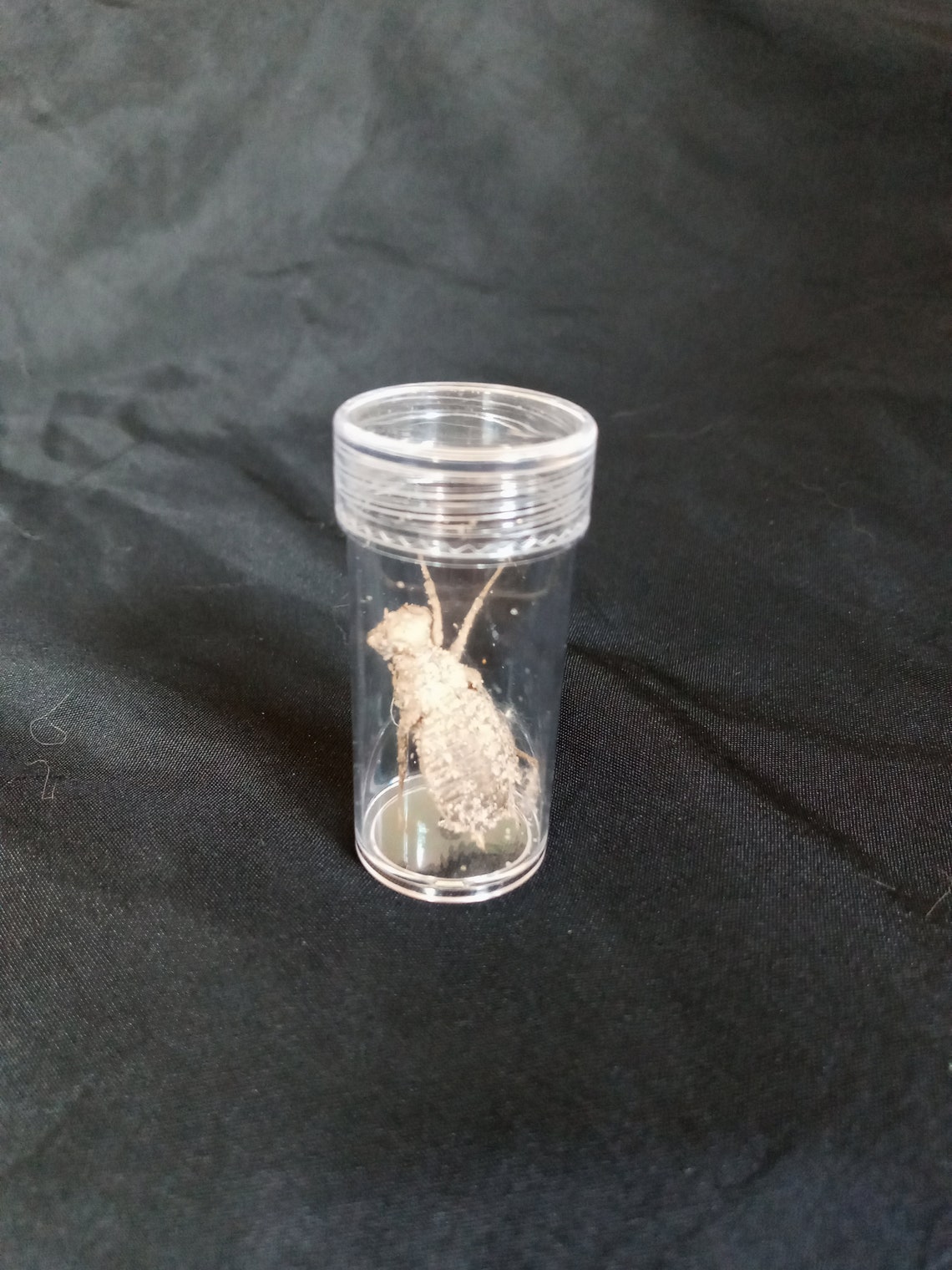 Dragonfly Nymph Exoskeleton in a 2 Clear Specimen Vial Oddities and ...