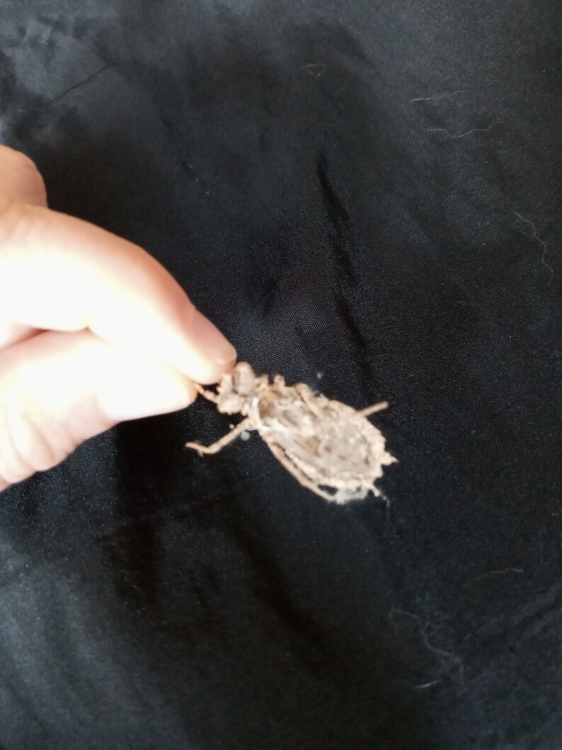 Dragonfly Nymph Exoskeleton in a 2 Clear Specimen Vial Oddities and ...