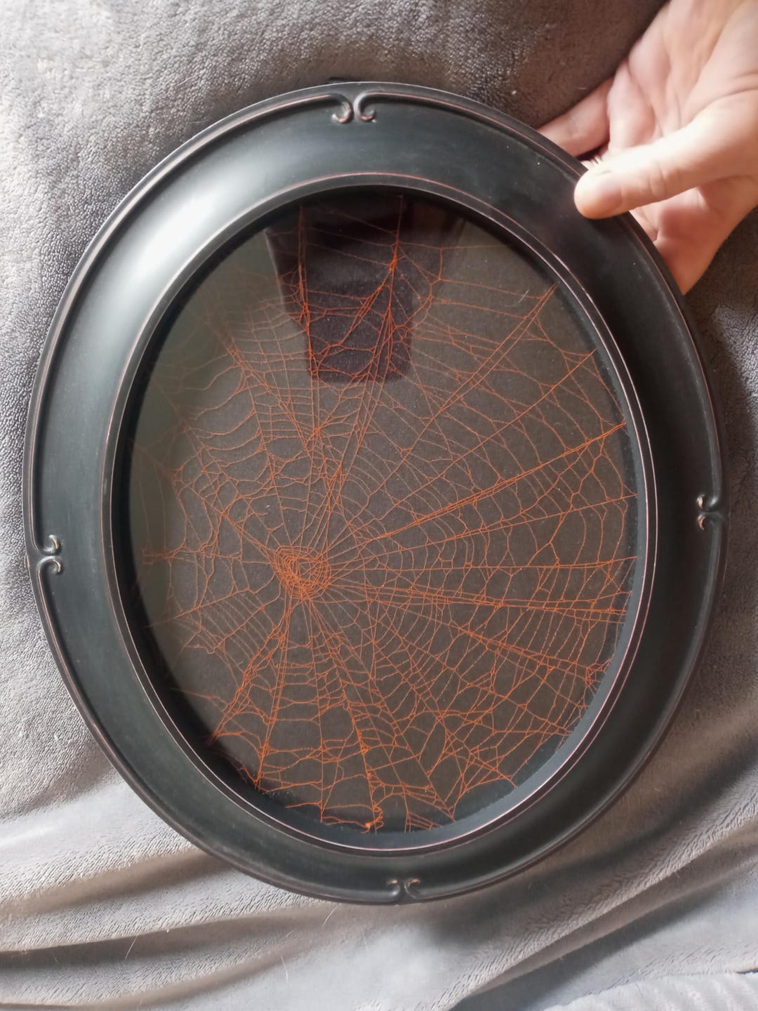 REAL Enhanced Orange Orb Weaver Spider Web Displayed in Oval 12" X 10.5 ...