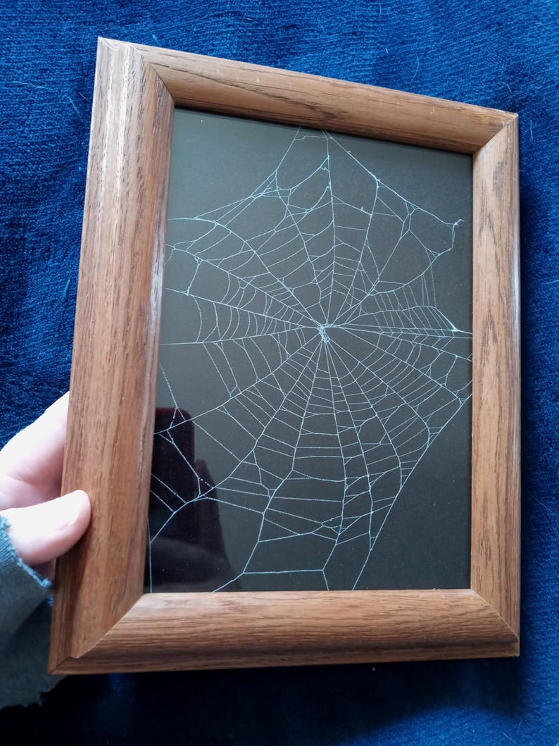 REAL Enhanced Orb Weaver Spider Web Displayed in a 9" X 7" Wood Frame ...
